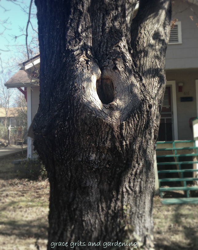 searching for a Boo Radley tree - grace grits and gardening