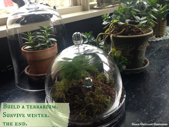 How to Make a Terrarium and Survive Winter... - grace grits and gardening