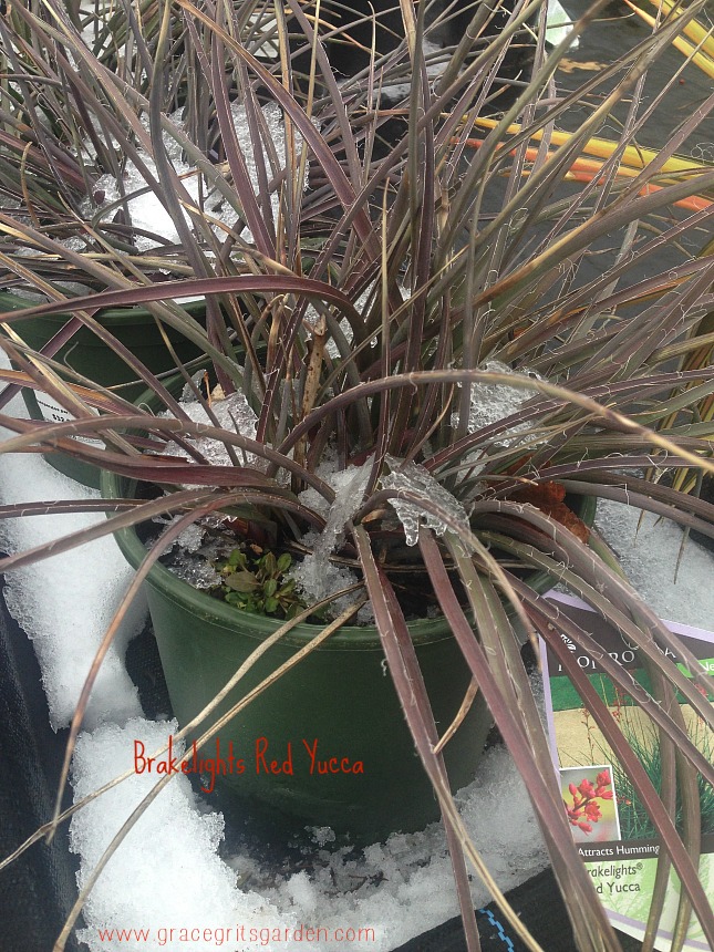 Monrovia Plants fuel my gardening addiction. Even in winter. - grace ...