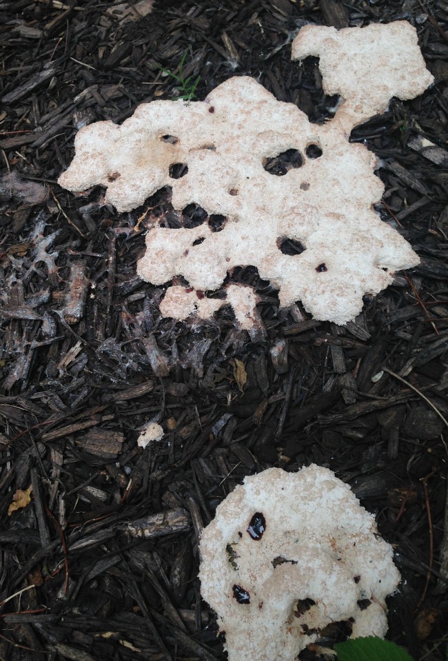 There's slime mold growing in my garden! - grace grits and gardening