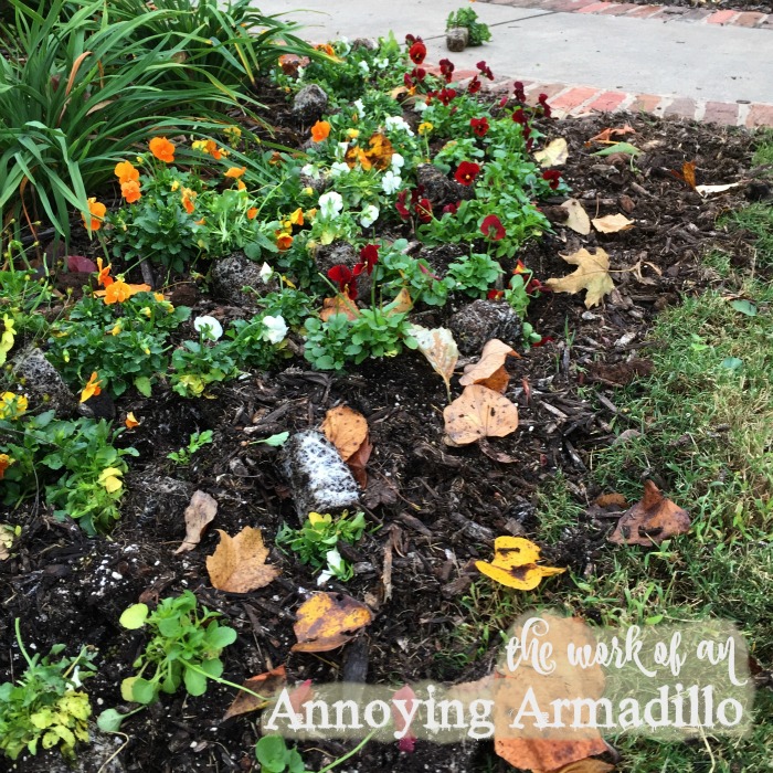 Armadillo in my Garden! - grace grits and gardening