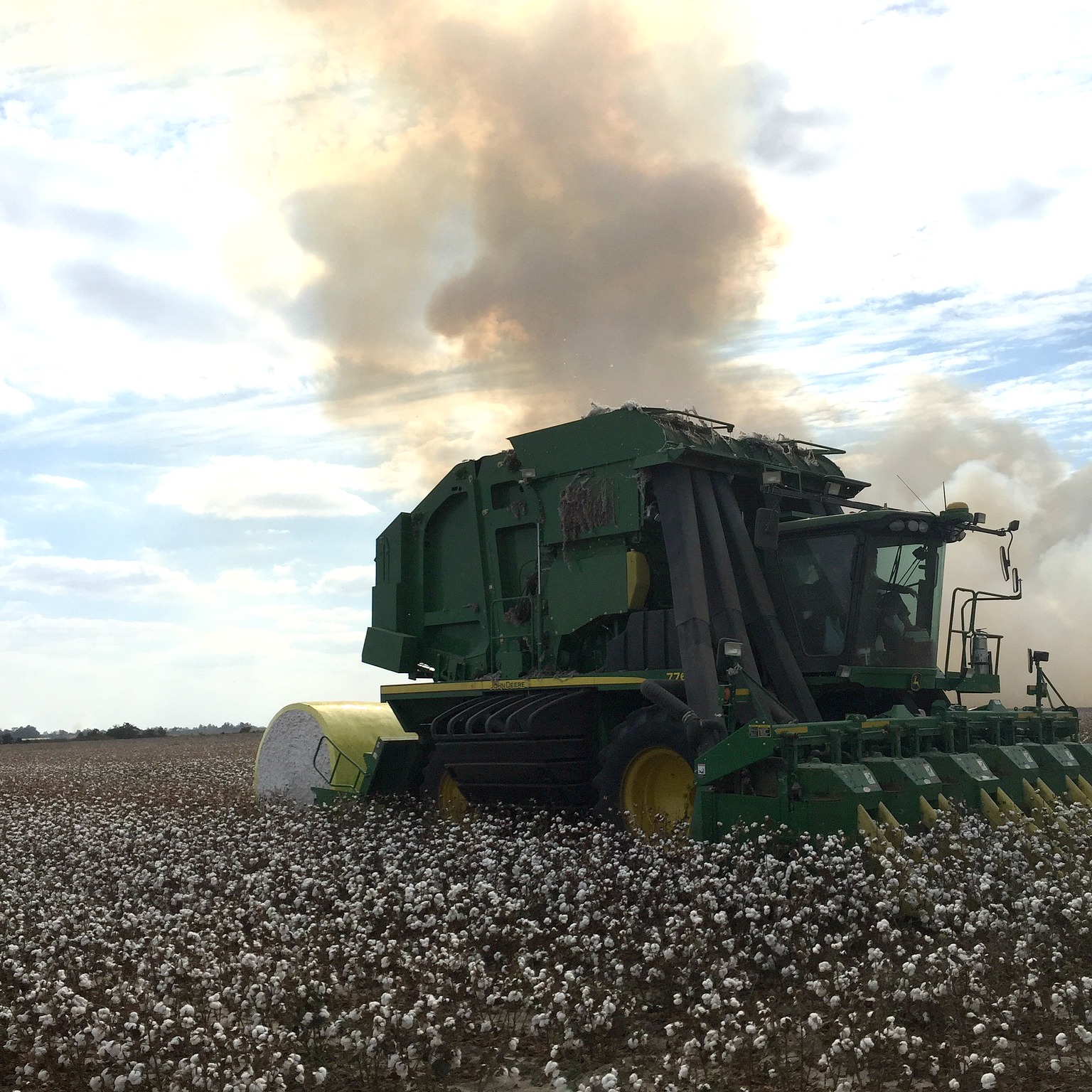 Pictured: Delta Cotton - grace grits and gardening