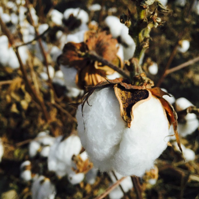 Pictured: Delta Cotton - grace grits and gardening