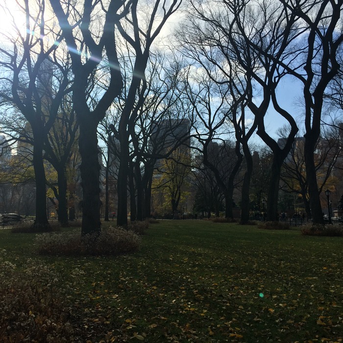 the trees of New York City - grace grits and gardening