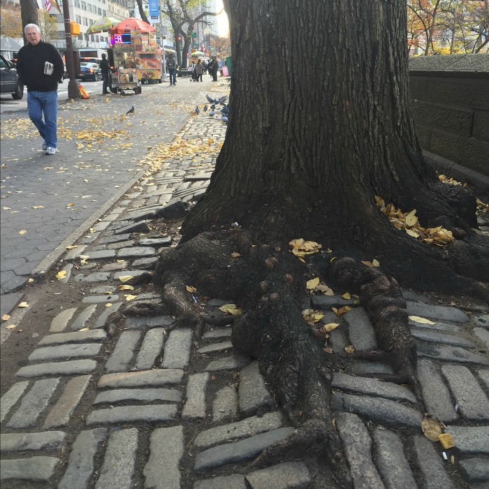 the trees of New York City - grace grits and gardening